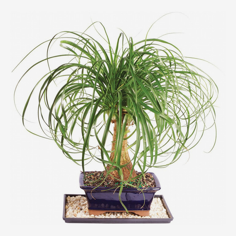 17 Most Underexposed and Underrated Plants 2019