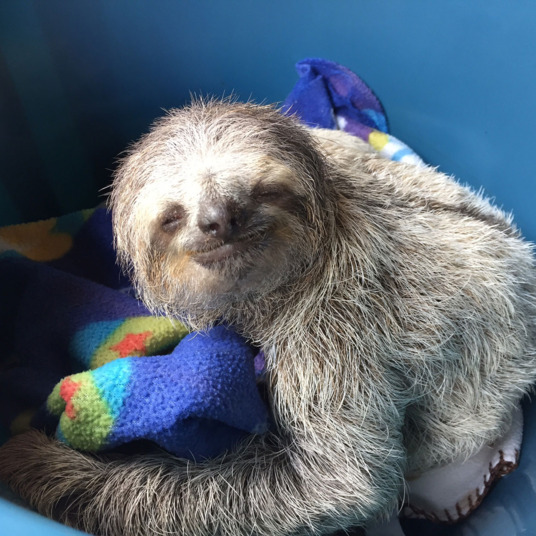 We Finally Know the Secret to Donald Trump’s Hair